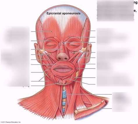 Orbicularis Oris Function