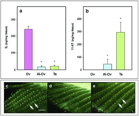 Effects Of AI Treatment On Synthesis Of Sex Steroids And Secondary Download Scientific