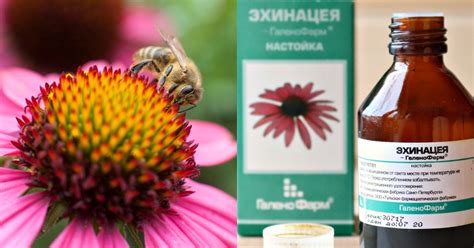 ამერიკული ოქროს ყვავილი ექინაცეას გარეშე ერთი დღეც ვერ წარმომიდგენია