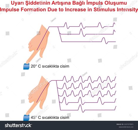 Impulse Formation Due Increase Stimulus Intensity Photos And Images And Pictures Shutterstock