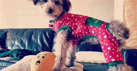 Christmas Pjs Album On Imgur