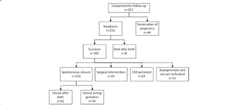 Study Flow Chart For The Outcome Of Fetuses With Vsd After Birth