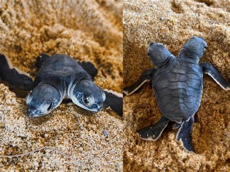 “miracle Birth” Discovery Of Two Headed Turtle Hatchling In Terengganu