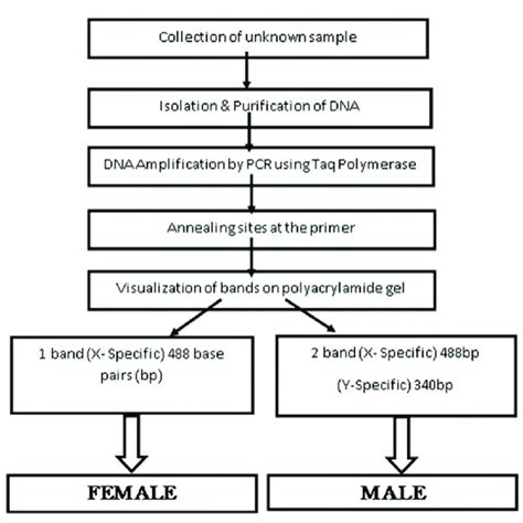 Flow Process Of Polymerase Chain Reaction For Sex Determination Download Scientific Diagram