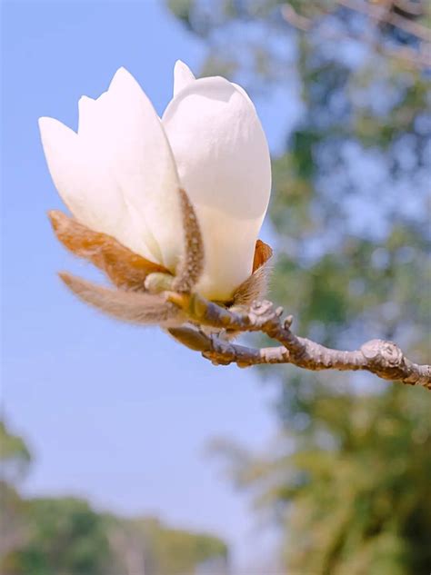 花与春天撞了个满怀 搜狐大视野 搜狐新闻