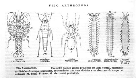 Biologia Para A Vida ArtrÓpodes
