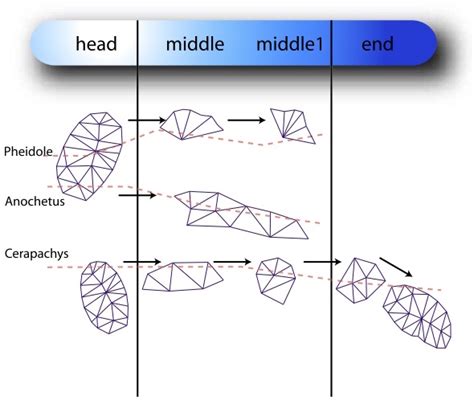 github git steb structural deformable models multi shape detection