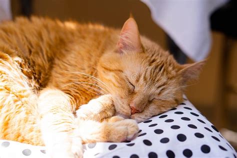 Lazy Ginger Cat Sleeping At Home On Cozy Pillow Stock Photo Image Of Lying Lazy 186041216