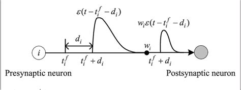 Figure 1 From A Delay Learning Algorithm Based On Spike Train Kernels For Spiking Neurons