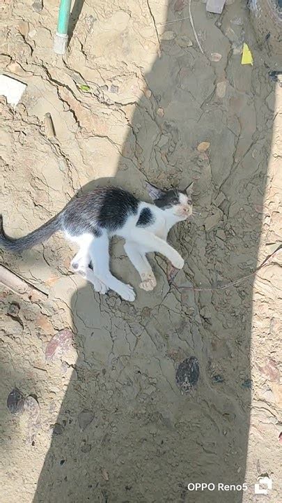 Car Feight Cat Kitten Funnycats Funny Cute Reels Shorts Funny