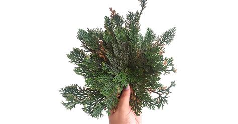 Rose of Jericho Care - How to Grow a Resurrection Plant