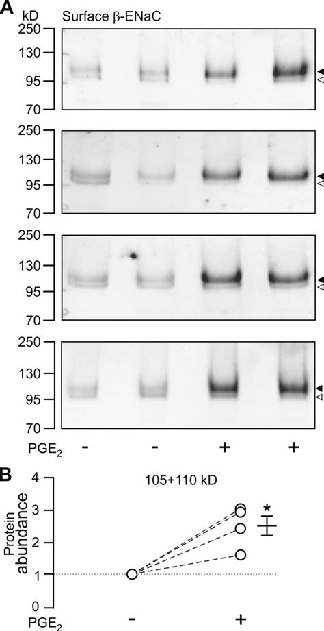 Pge2 Elevates The Abundance Of β Enac At The Cell Surface A β Enac Download Scientific