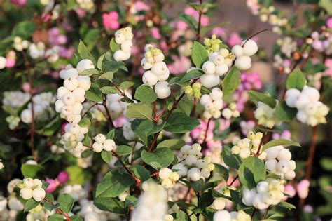 30 Western Snowberry Shrub White Pink Flower Symphoricarpos Occidental