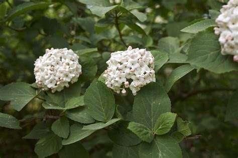Viburnum Fordiae Picturethis