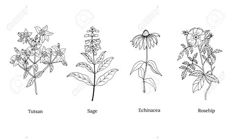 Dibujos De Plantas Medicinales Nombres Para Colorear Vsun
