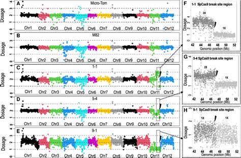 Figure 6 From Crisprcas9 Induced Dna Breaks Trigger Crossover Chromosomal Loss And