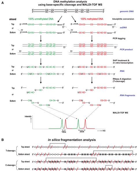 Maldi Tof Ms Dna Methylation Analysis Overview Of The Masscleave Tm Download Scientific
