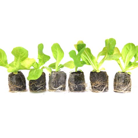 Lot De 6 Plants De Chicoree Scarole Bubikopf