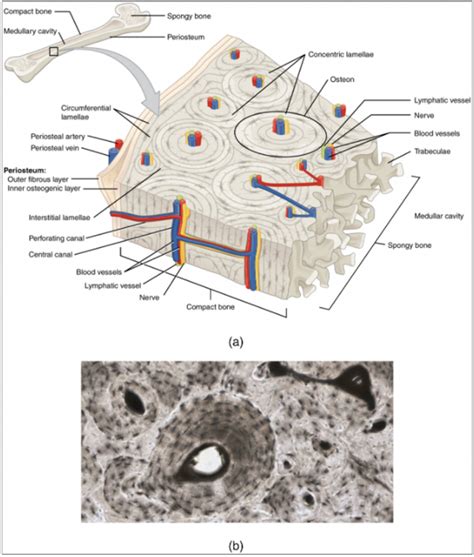 Bone Structure Fundamentals Of Anatomy And Physiology