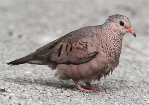9 Types Of Doves In Arizona With Pictures And Identification