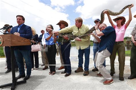Florida Doubles Efforts To Hunt Invasive Pythons Konk Life
