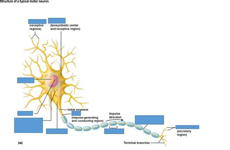 Typical Motor Neuron Diagram Quizlet