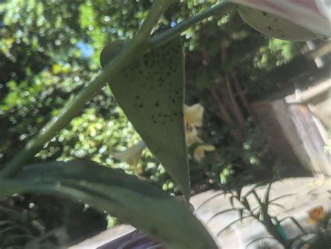 Bugs On Lillies R Whatisthisbug