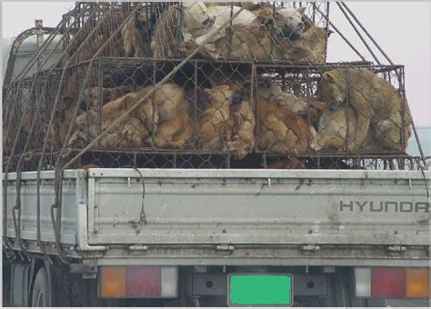 개고기 보신탕의 모든것 3부 운송 개장수 차 운반 네이버 블로그