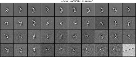 Atypical Interactions Of Integrin αvβ8 With Pro Tgf β1 Pnas