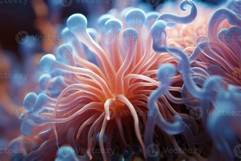 Closeup Of Single Coral Polyp Showcasing The Mesmerizing Patterns And Textures Within Its