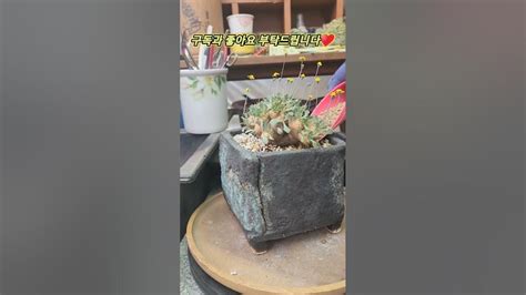 어머니 카카리오이데소 분갈이합니다😄 다육이 희귀다육 아프리카식물 분갈이 Youtube
