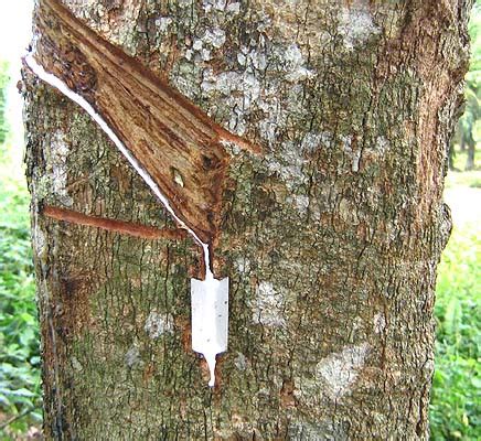 RUBBER TREES