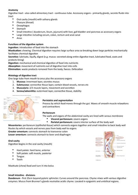 Module 3 Lecture Notes On Compendium 3 Anatomy Digestive Tract Also Called Alimentary