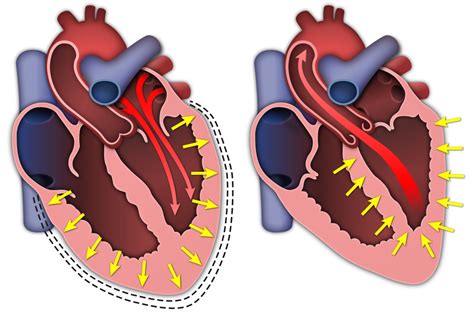 Frank Starling Diagram