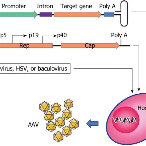 Diagram Of Adeno Associated Virus Vector Production A The Expression