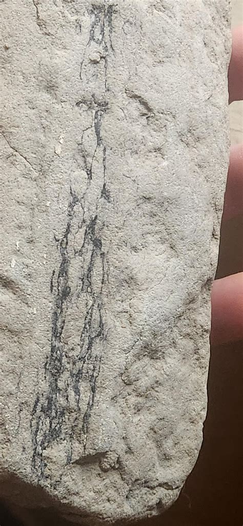 Two Carboniferous Period Tree Fossils Rfossils