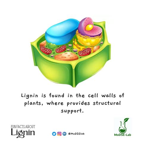 Lignin Cellulose Hemicellulose Sustainability Chemicalengineering