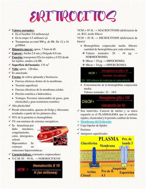 Eritrocitos Alisson1108 Udocz
