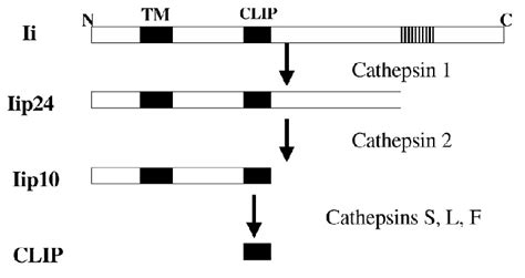 invariant chain ii undergoes stepwise c terminal degradation to download scientific diagram