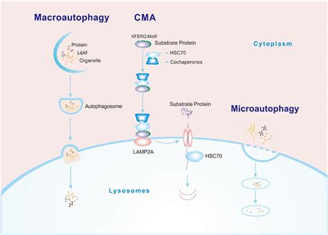 Processes Of 3 Types Of Autophagy Macroautophagy Cargos Such As