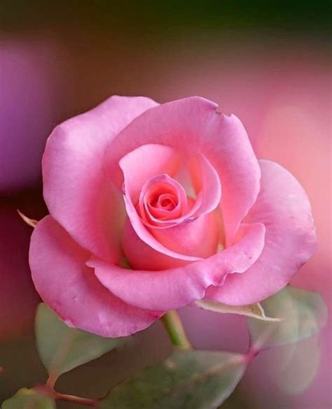 Pin By Addy Espino On Flores Beautiful Rose Flowers Rose Flower