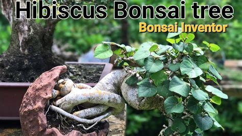 Hibiscus Bonsai Tree Repot Bonsai Inventor බොන්සායි නිමැවුම්කරුවා Youtube