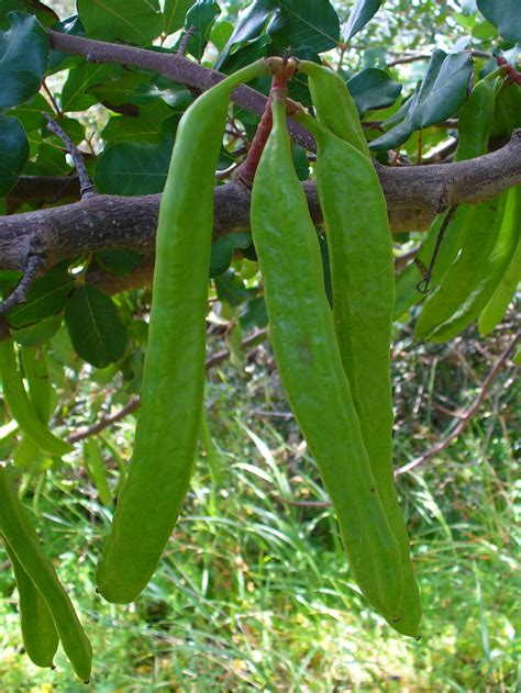 Рожковое Дерево Фото И Описание – Telegraph