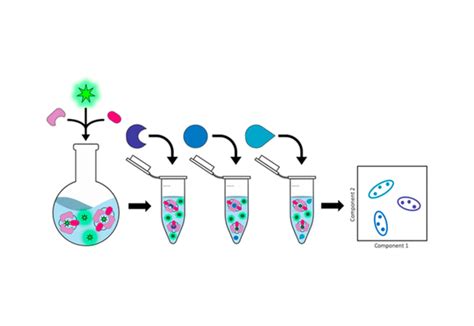 Development Of Imprint And Report” Dynamic Combinatorial Libraries For Differential Sensing