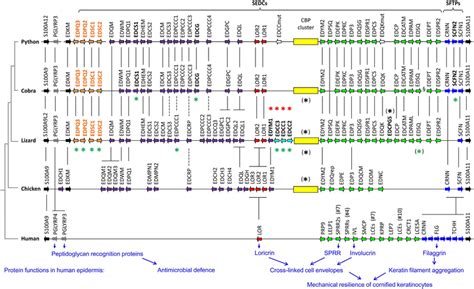 Organization Of The Epidermal Differentiation Complex Edc In The Download Scientific Diagram