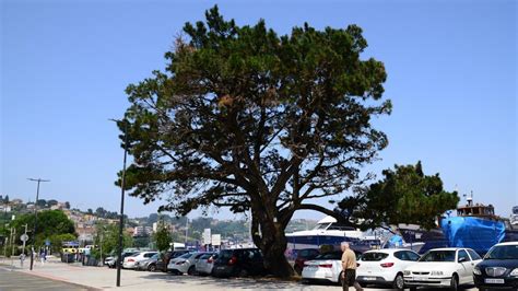 由于真菌病害和木材行业未来面临的挑战，加利西亚可能面临松木供应过剩的问题。