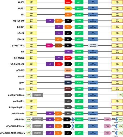Schematic Overview Presenting All Expression Vectors Used In This