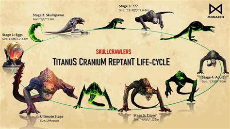 All Different Stages Of A Skullcrawlers Life Cycle Egg To Titan