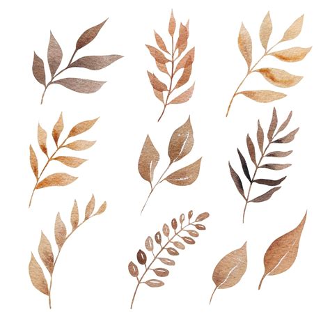 Conjunto De Hojas De Otoño De Café Marrón Boho Acuarela Vector Premium