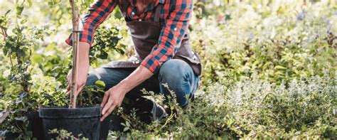 The Ultimate Tree Health Checklist How To Keep Your Trees Strong And Vibrant Viva Trees